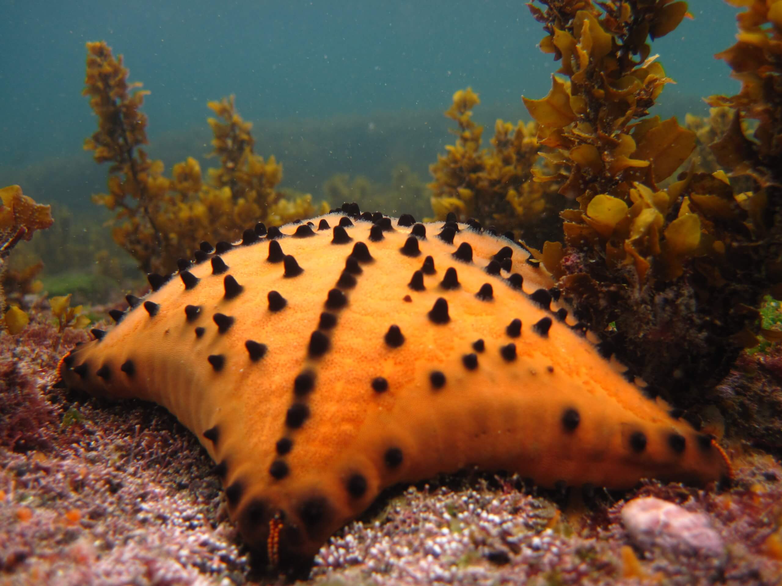 NILIT® JOINS C.L.A.S.S. MATERIAL HUB - Nilit